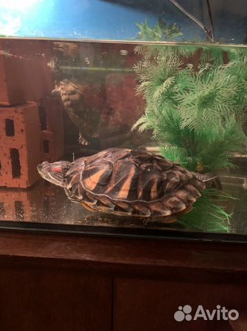 Черепашки две