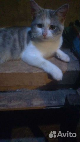 Котенок в добрые руки