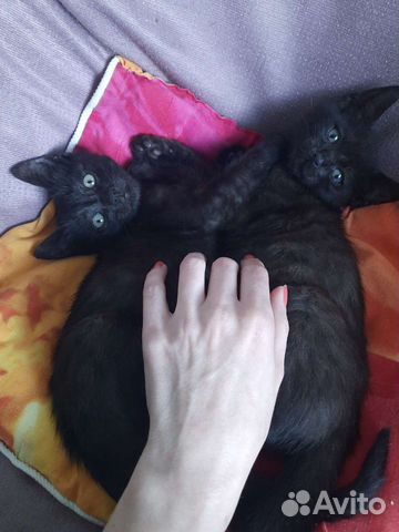 Черные котятки