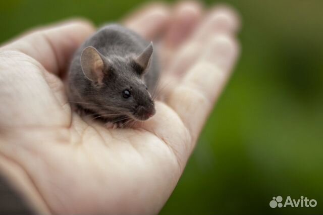 Декоративная мышь голубая сатиновая девочка