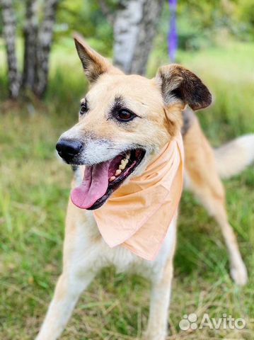 Собака Мия достойна любви