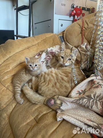 Кошечка ищет дом. Дворовая кошка родила котеночка