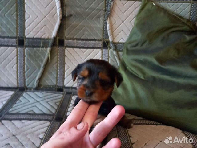 Йокширский терьер