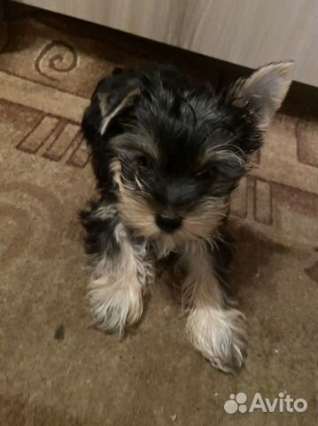 Щенок йорка
