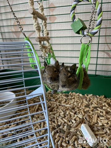 Белки дегу мальчики и девочка