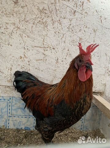 Продам молодого Петуха