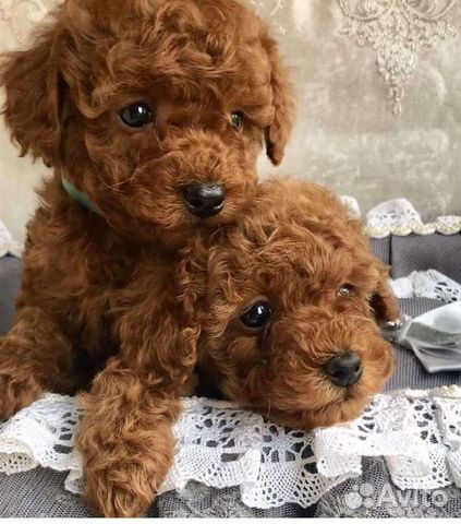 Рэд браун кобелики бронь