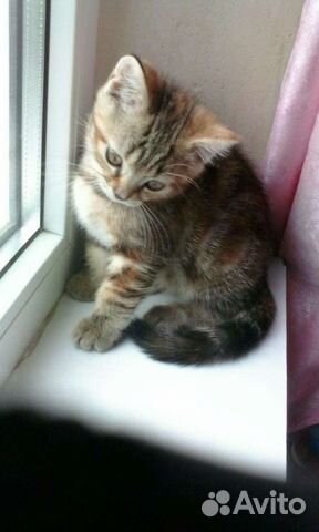 Британская кошка