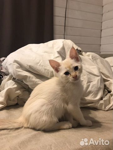 Котенок мальчик тонкинез