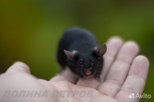 Девочка декоративная черная мышь