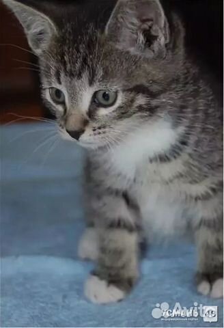 Котенок Степочка,2 мес