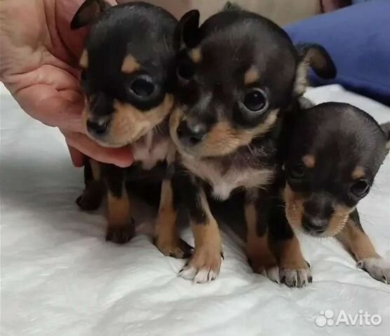 Сладкие чишки