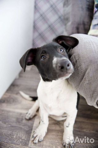 Забавный щенок в добрые руки