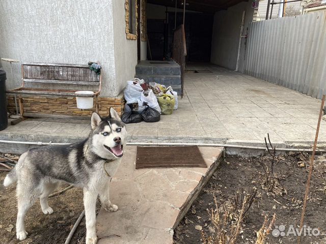 Хаски вязка