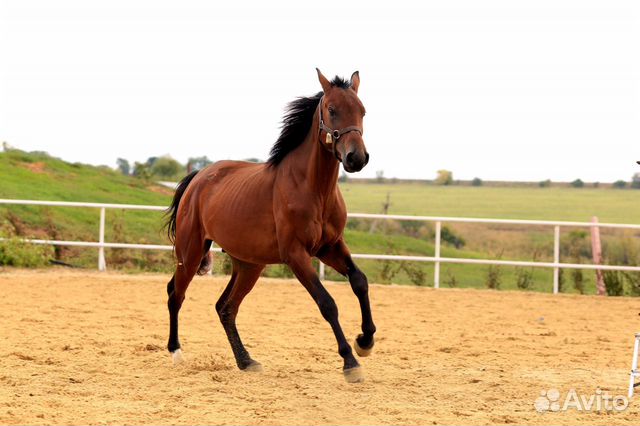 Тракененский жеребец