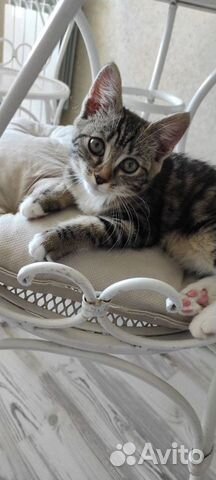 Отдам в добрые руки котенка