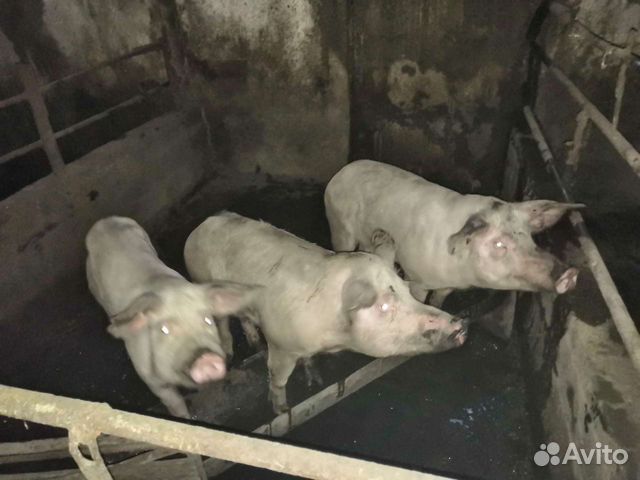 Поросята ландрас