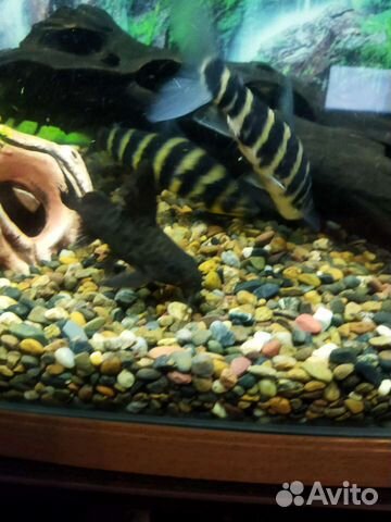 Сом Синодонтис