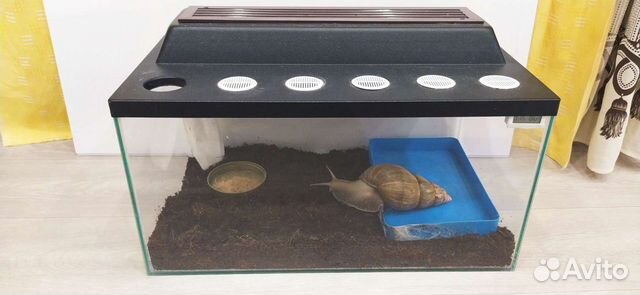 Террариум с улиткой ахатиной