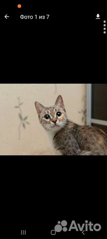 Кошка саманта в добрые в руки