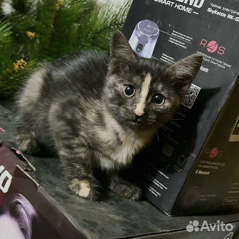 Котёнок (богатка)