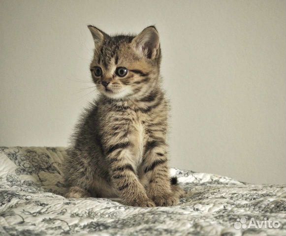 Красивая полосатая котёнок-девочка