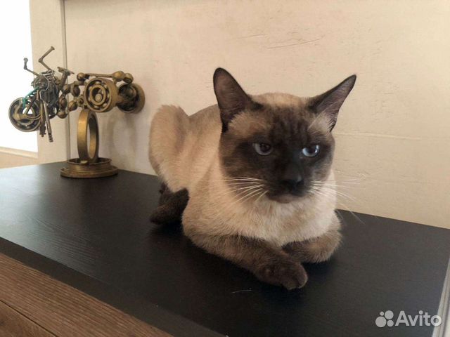 Тайский кот