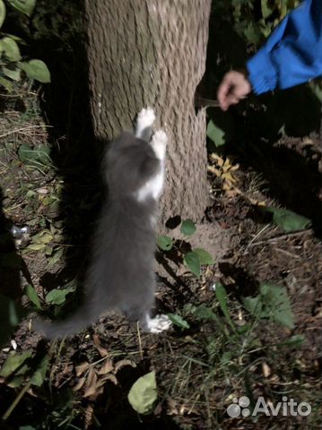 Котенок