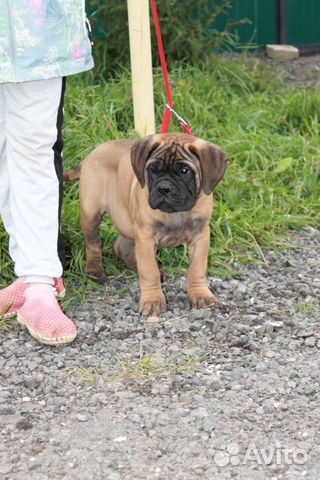 Щенки бульмастифа