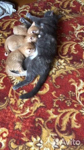 Котята в добрые руки