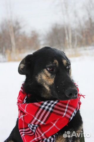 Спасите Лютика