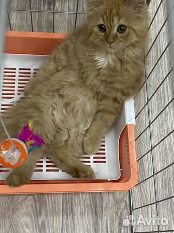 Классический персидский котенок