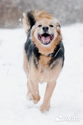 Собака по клички Леди ищет дом