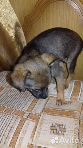 Минитой терер 2месяца пвиты . приучены кушают всё