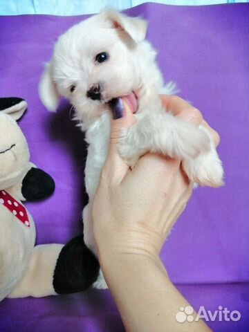 Мальтийская болонка