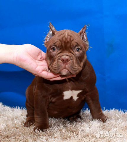 Американский булли покет