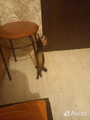 Домашний хорек
