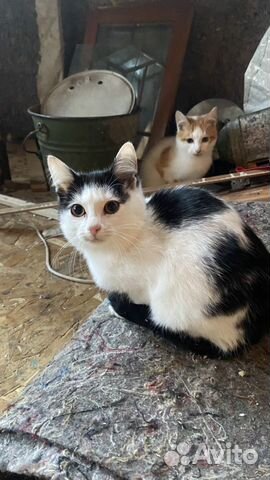 Три маленьких котика ищут дом