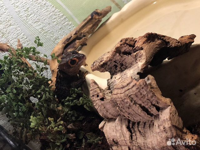 Крокодиловый сцинк (Триболонотус)