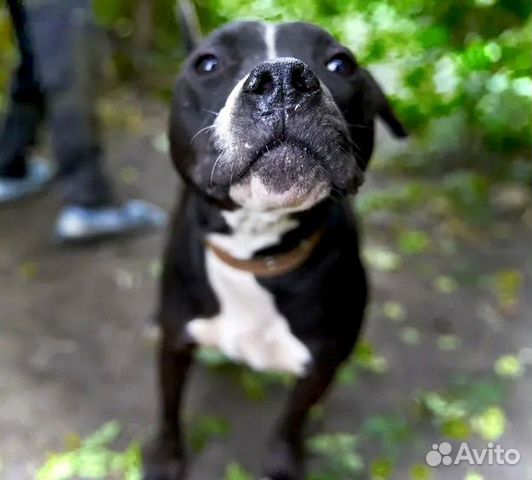 Дик ищет дом