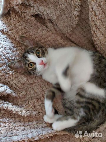Котенок в дар 2,5 месяца девочка