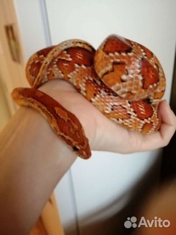 Маисовый полоз