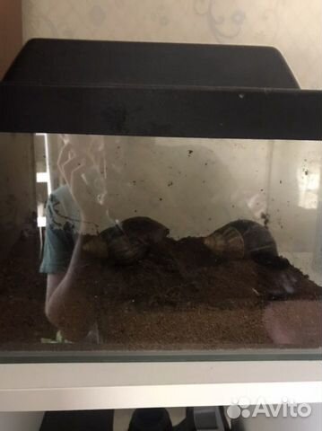 Улитки ахатины