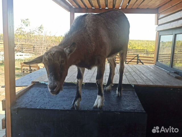 Отдам козла