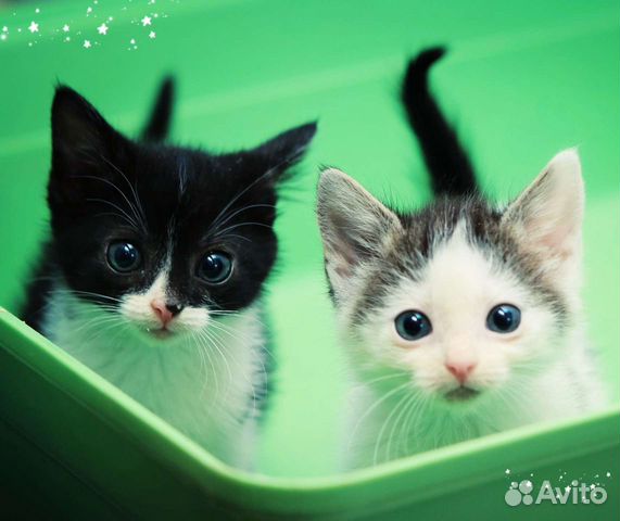 Милашки очаровашки (котята)