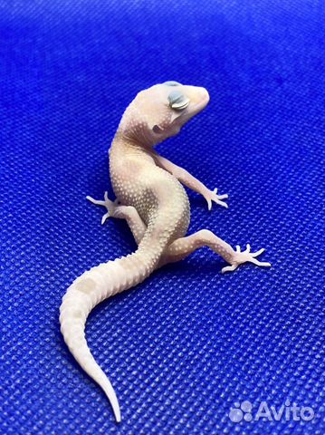 Эублефар Hypo Mack Raptor самка