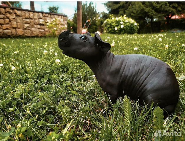 Морская свинка скинни для вязки. Самец 15 мес