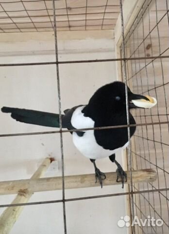 Сорока Сара