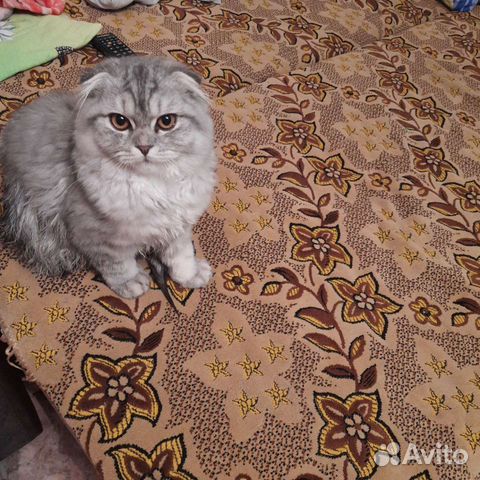 Шотландская вислоухая