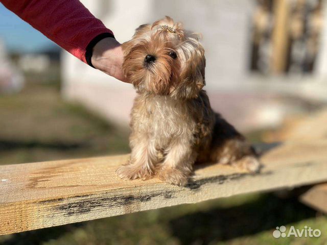 Йоркширский терьер